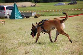 Admissibility And Significance Of Expert Evidence In Dog Tracker Evidence