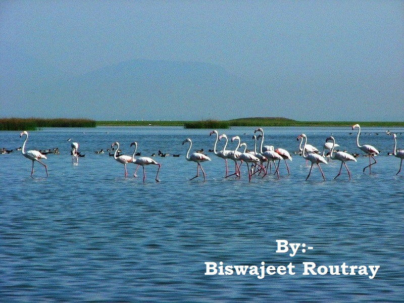 Chilika Lake: A Case Study