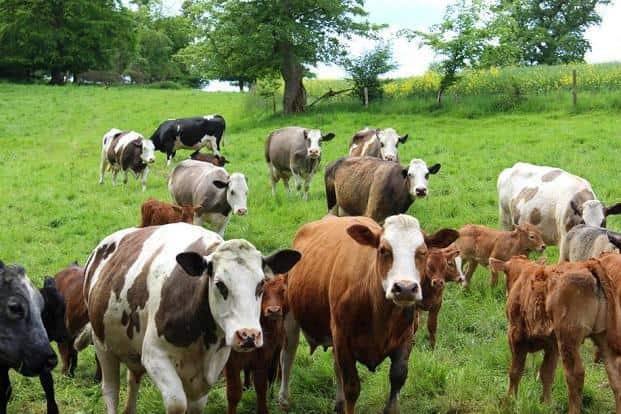 Beef In India: A Detailed Analysis