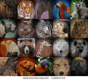 Endangered Animals - A greed of Mankind